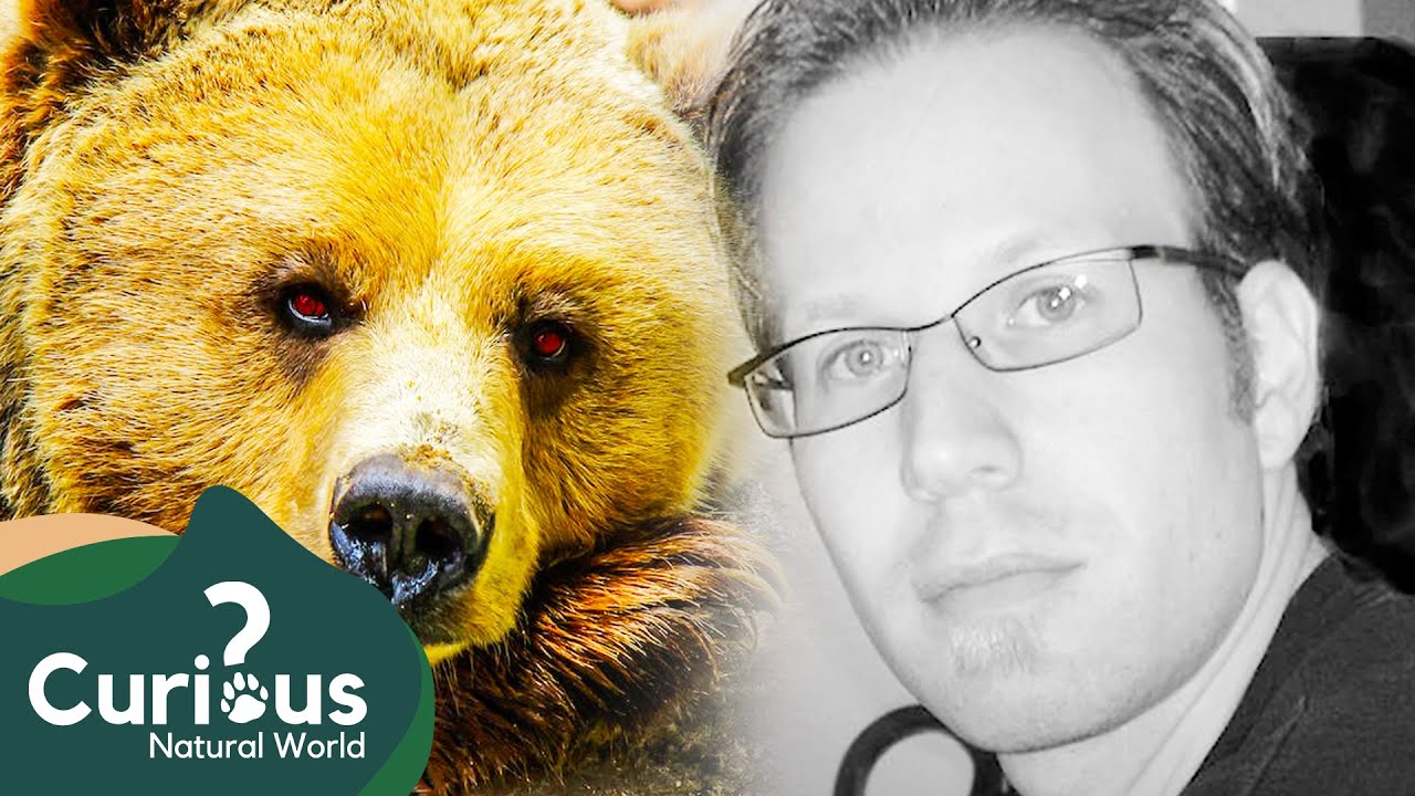 Deadly 700-Pound 8ft Grizzly Bear Goes Primal Against Owner! | Curious ...