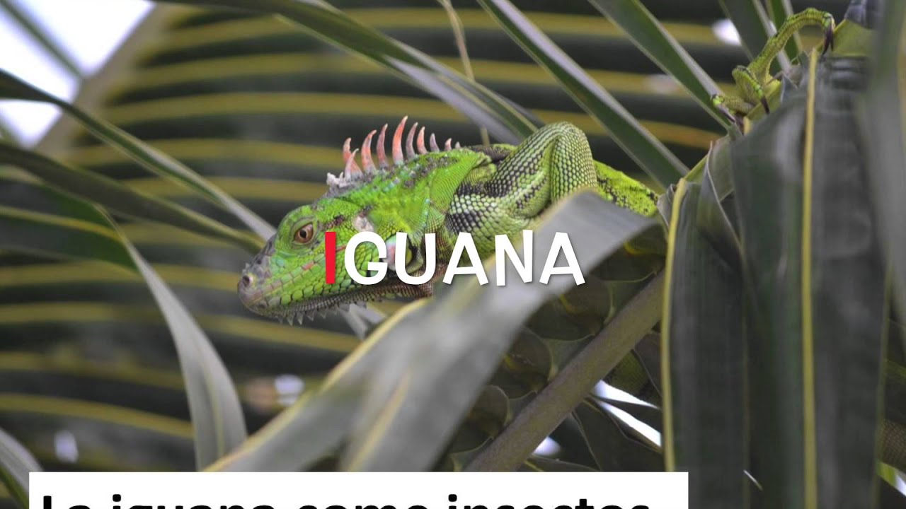 UNIVERSAL SPANISH- AnimAlphabet in SPANISH - Los Animales y el ...