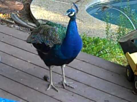 Peacock Pooping - YouTube