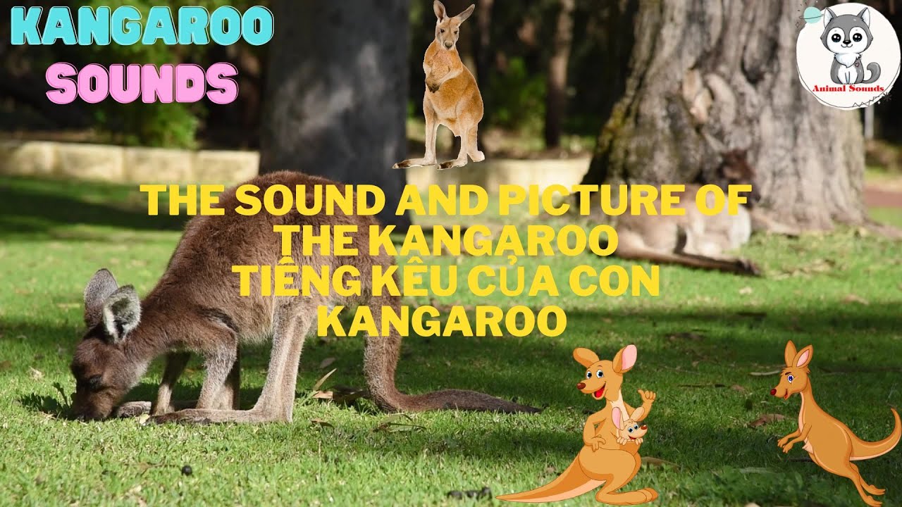 Âm thanh Kangaroo|| The sound and picture of the Kangaroo - YouTube