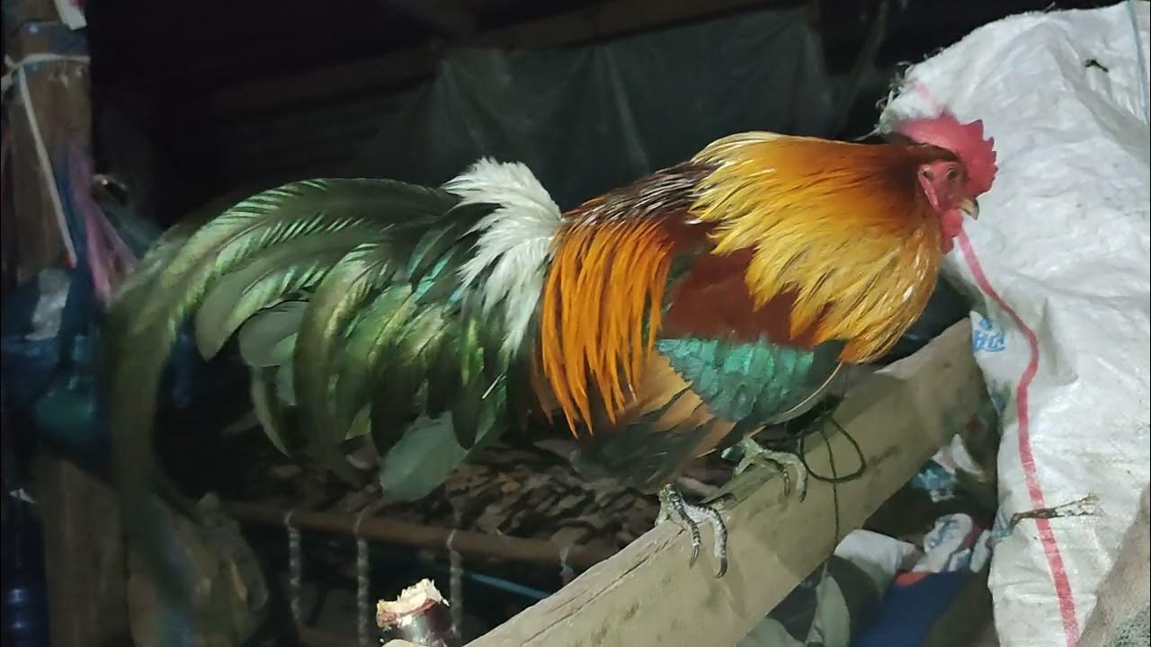 Qaib dib tuaj zoo 2024 - YouTube