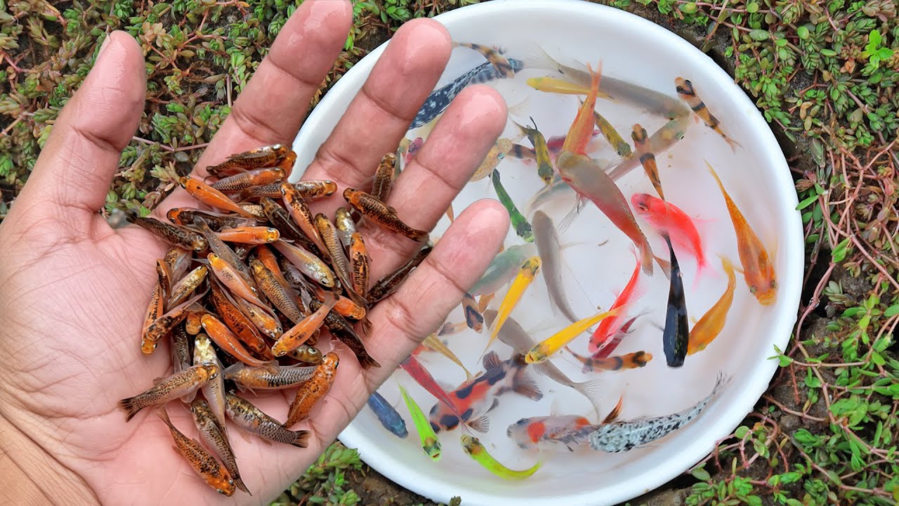 Amazing collection koi fish, baby turtle, molly fish, parrot fish, glo ...