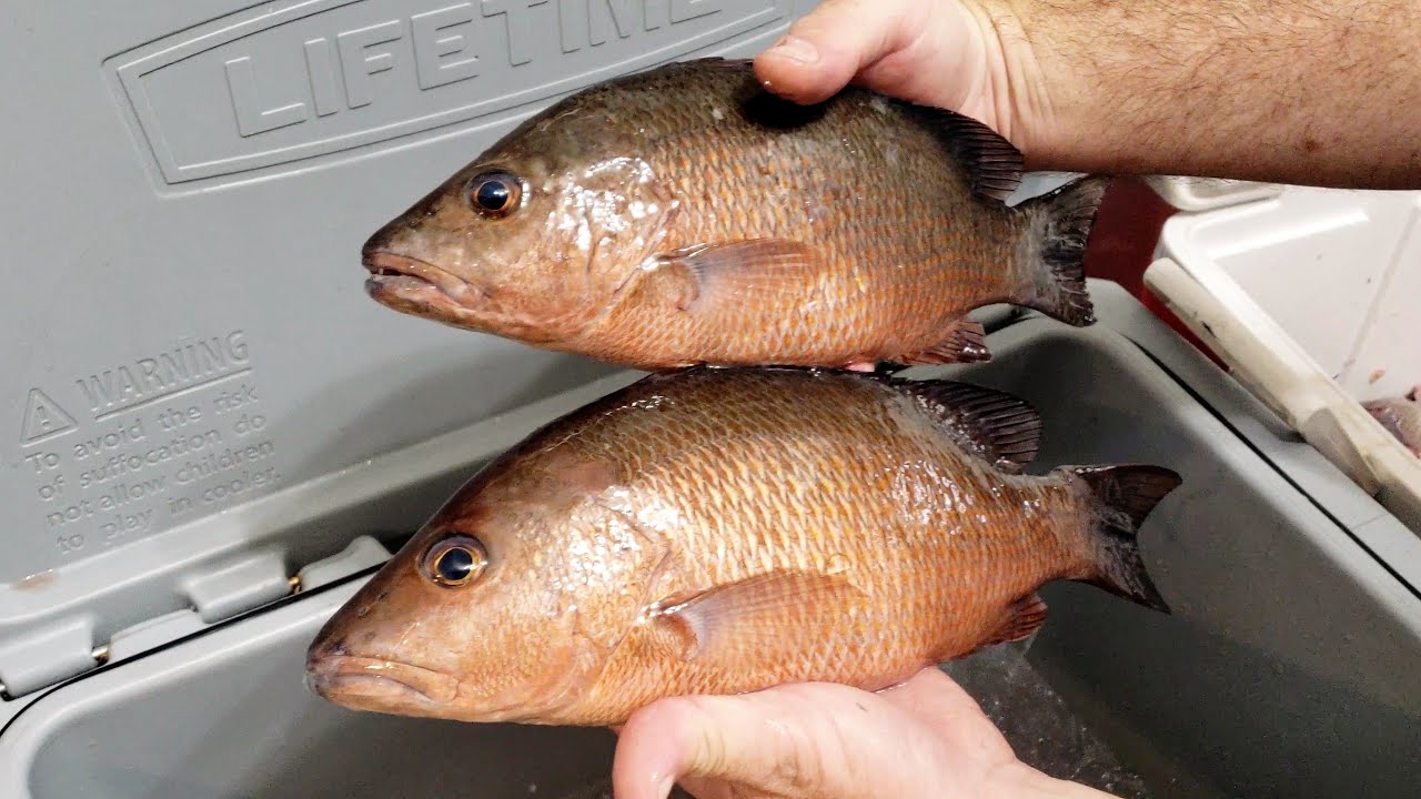 Catching Sheepshead & Snapper Under The Skyway Bridge in Tampa Bay ...