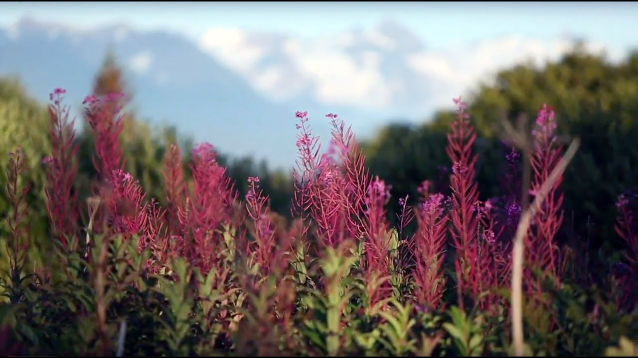 Wild Science: Wilderness and Climate Change - YouTube