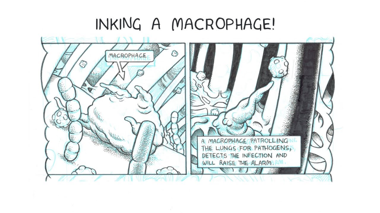 Timelapse - How to Draw a Macrophage! - YouTube