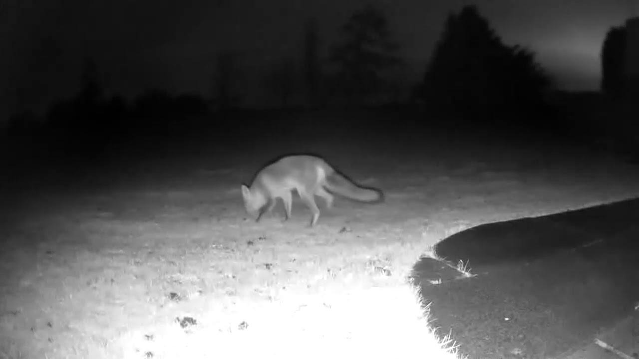Fox Cam Capture - YouTube