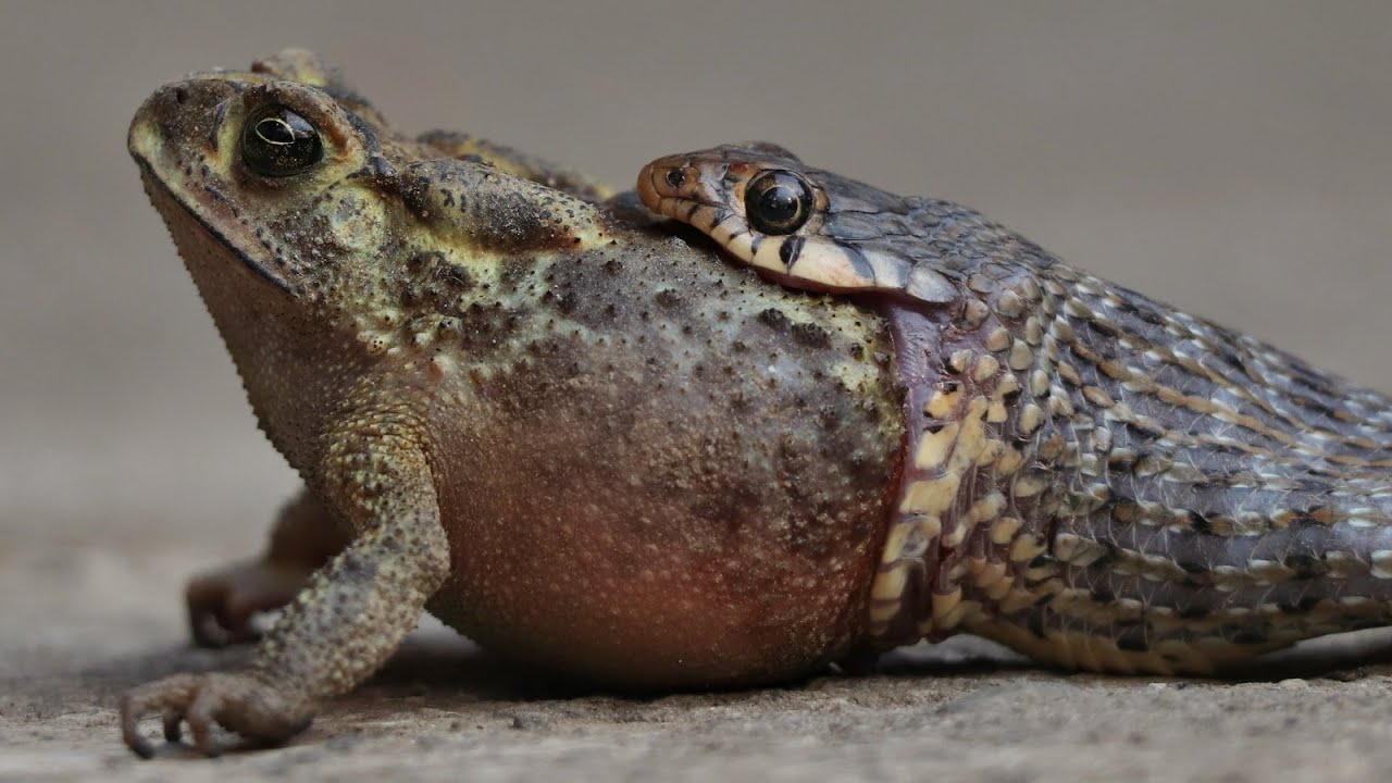Buff Striped Keelback swallowing a big toad 🐍/🐸 | POKHARA | NEPAL - YouTube