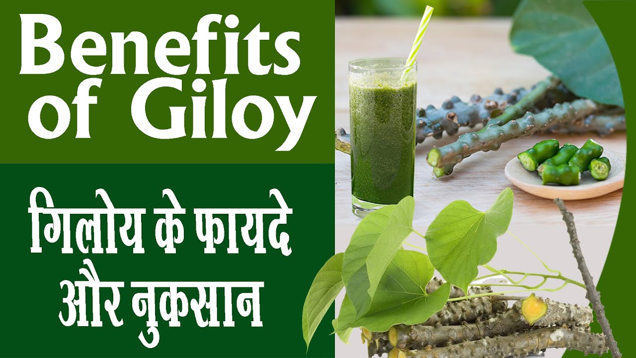 Benefits of Giloy | Giloy ke fayde | गिलोय कब और कैसे लें , बच्चे लें ...