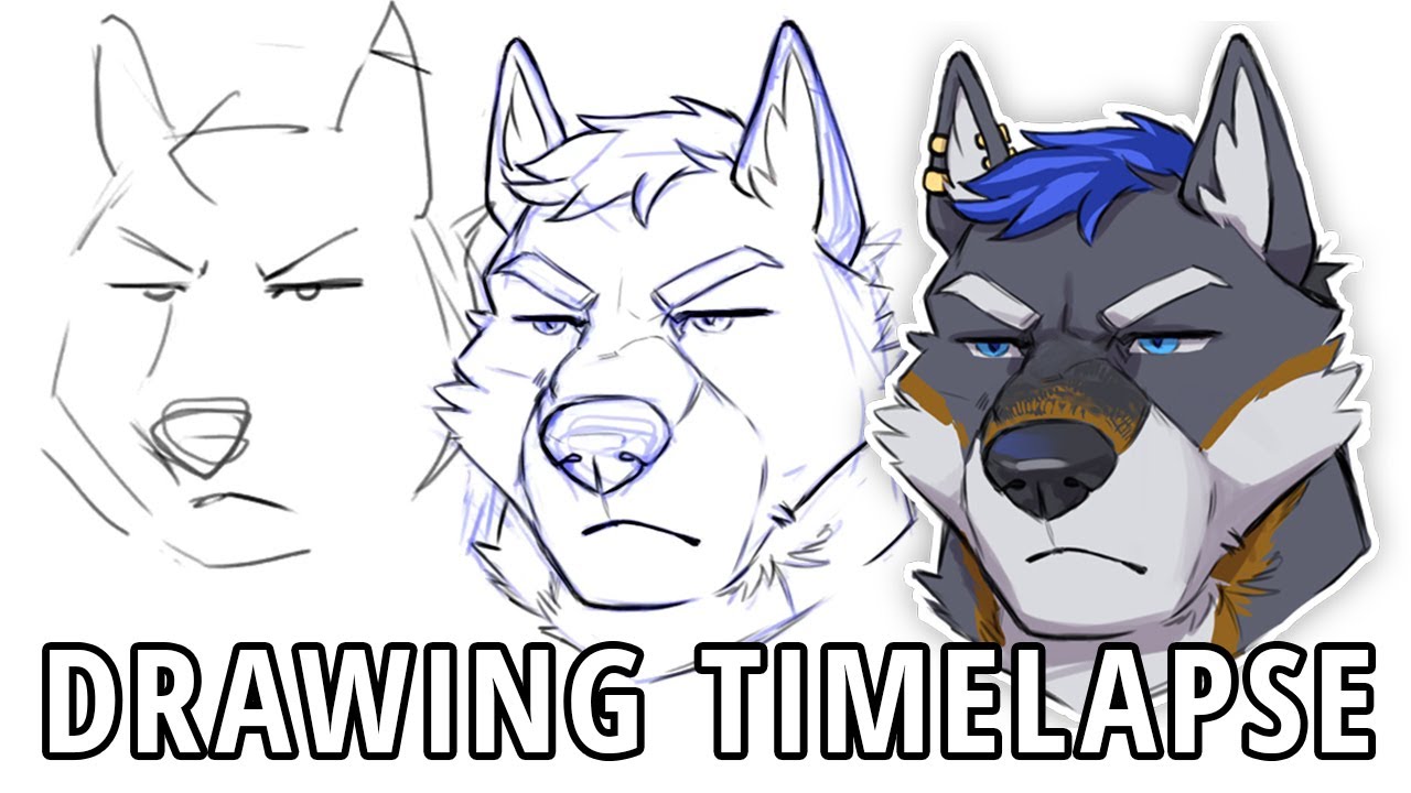 Wolf Reference Sheet Drawing Timelapse - YouTube