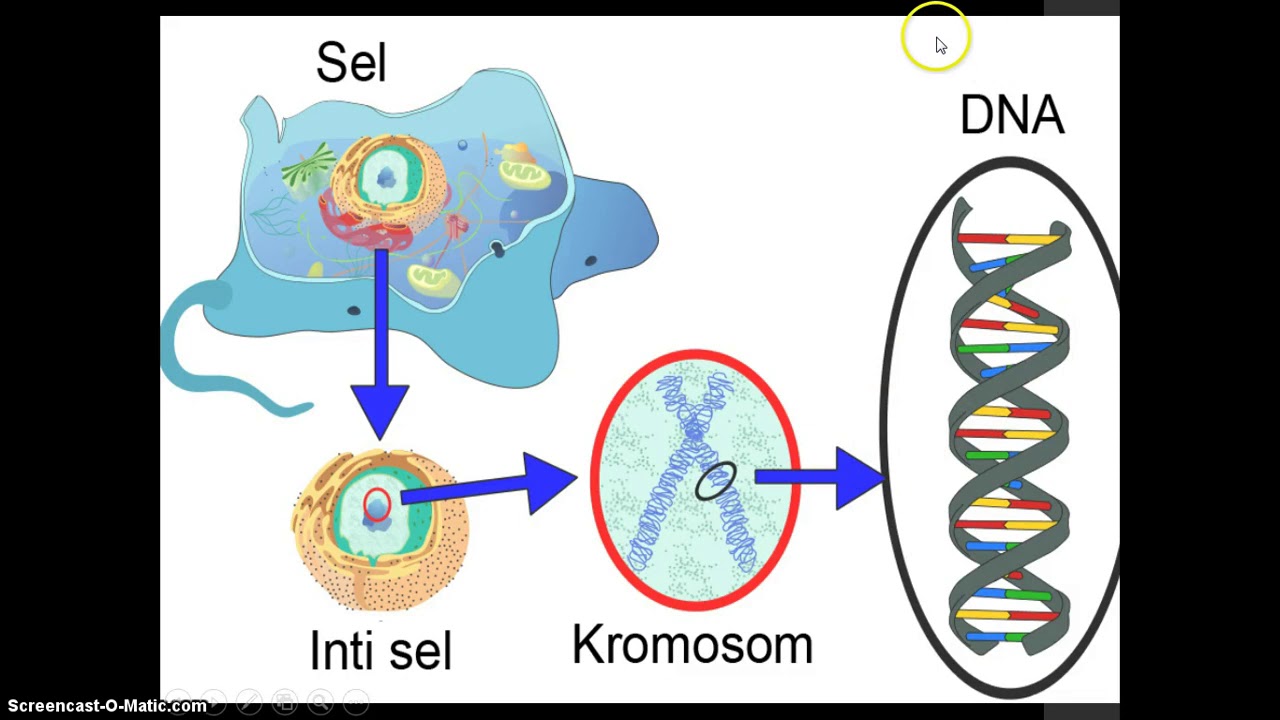 Hubungan Gen, DNA dan Kromosom Kelas XII SMA - YouTube