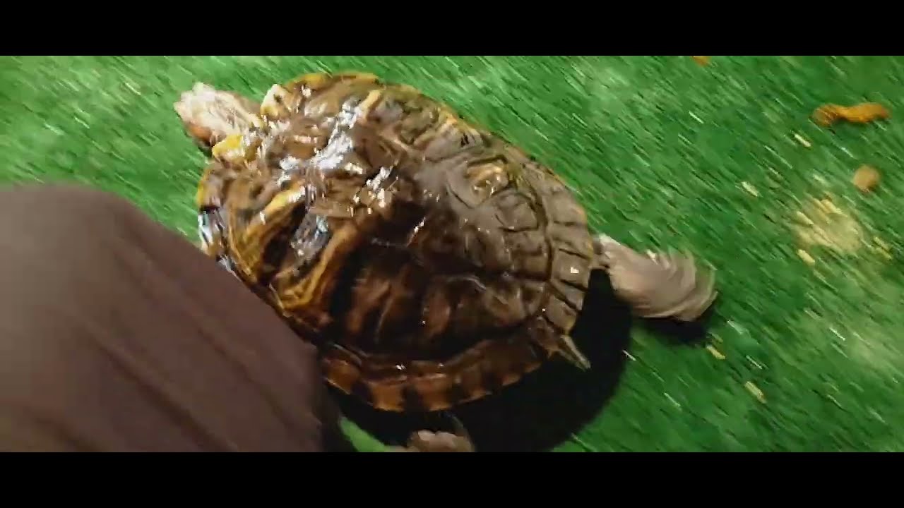 RED EARED SLIDERS Feeding on bugs.💯 - YouTube