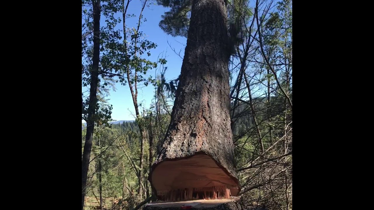 Northern California Timber Falling - YouTube