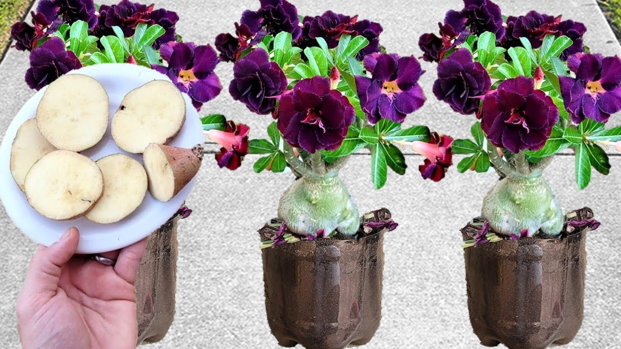 Só 1 BATATA DOCE na ROSA DO DESERTO (Veja o incrível resultado) - YouTube