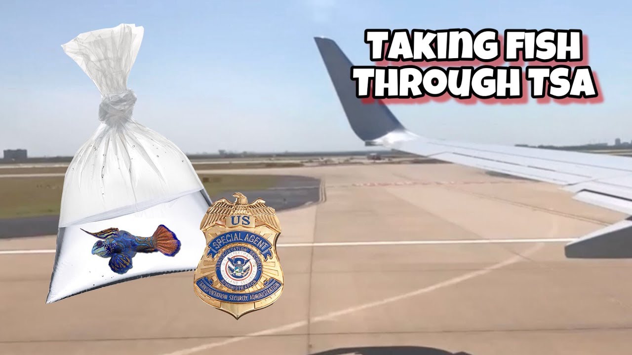 TAKING FISH THROUGH TSA!! - YouTube