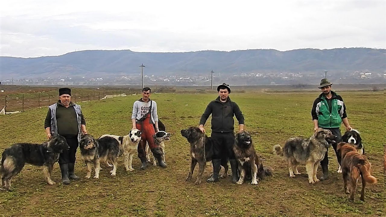 14 CAINI CIOBANESTI SI 1000 DE OI SI CAPRE LA STANA LUI CONSTANTIN IVAN ...