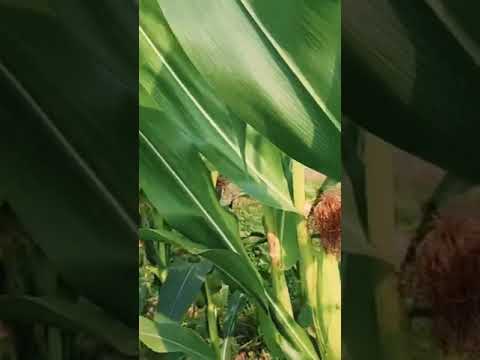 Small Maize Garden//corns//short video//like//subscribe - YouTube