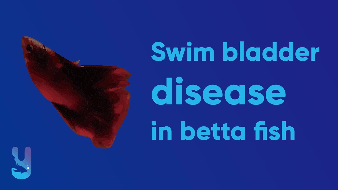 Swim Bladder Disorder - Betta Fish - YouTube