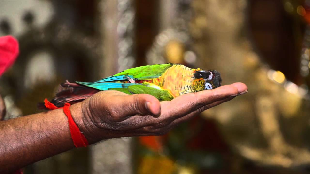 A tribute to a feathered friend ~ The Story of FLIGHT, the Yellow-sided ...
