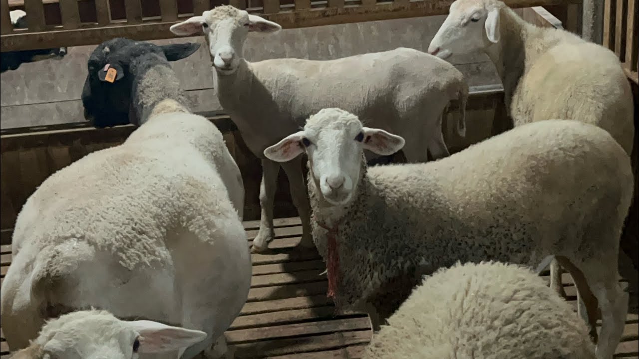 Domba Lahir 3 cempe - YouTube