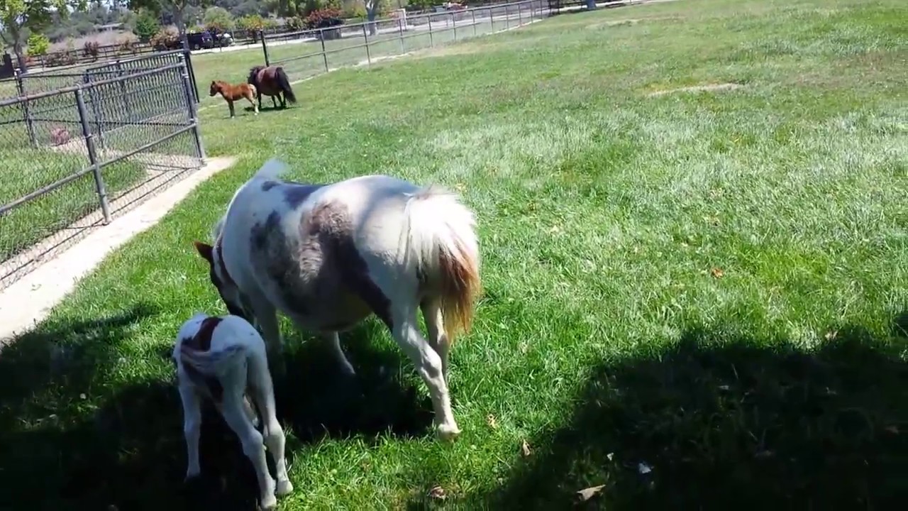 Quick Silver Ranch, Miniature Horses in Solvang Ca - YouTube