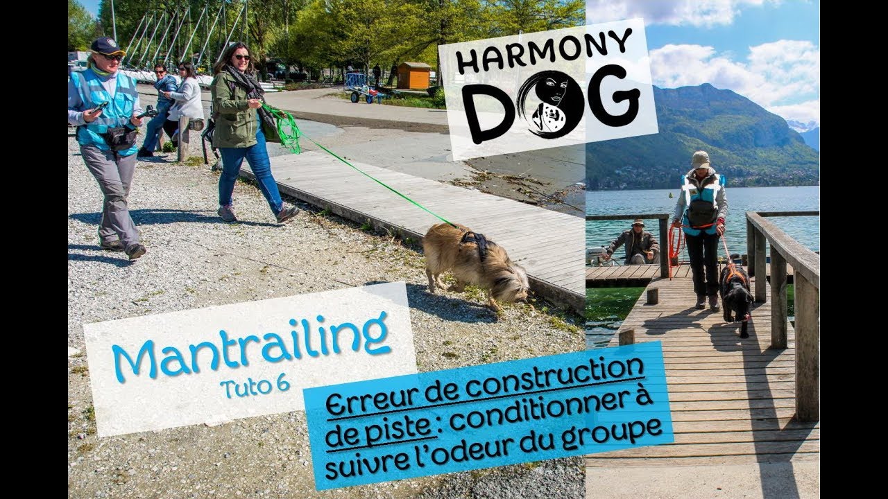 Mantrailing Tuto 6 : Erreur de construction de piste - conditionner a ...