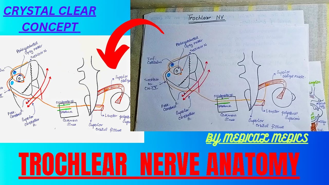 Trochlear Nerve Anatomy | Cranial Nerves | Neuroanatomy - YouTube