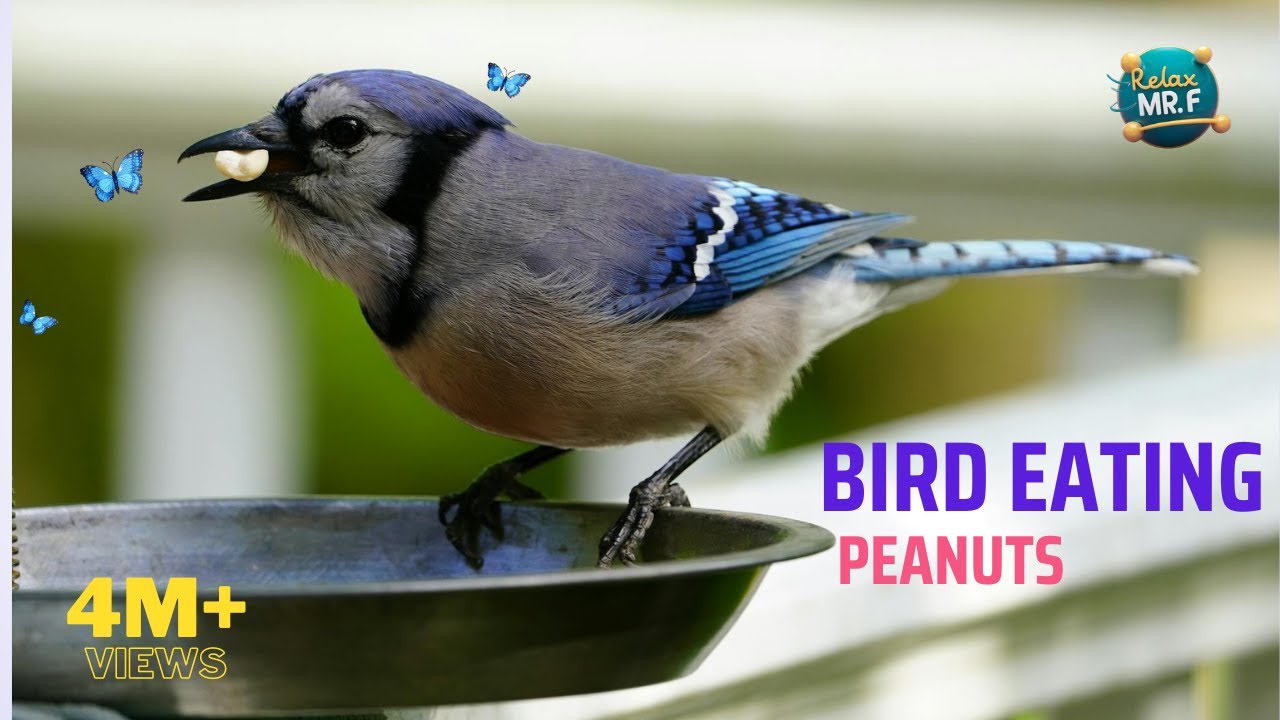 Birds Eating │ Blue and Purple Bird Eating Peanuts - YouTube