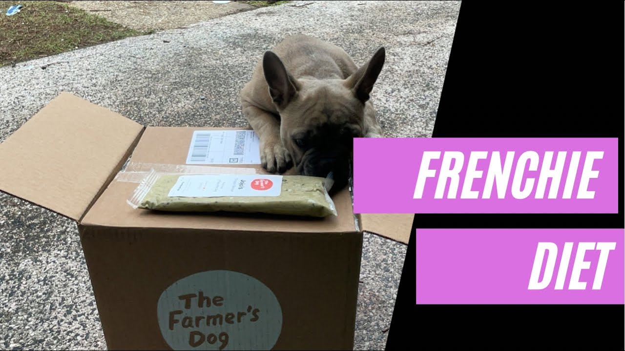 My French Bulldog Diet (Frenchie & Yorkie) - YouTube