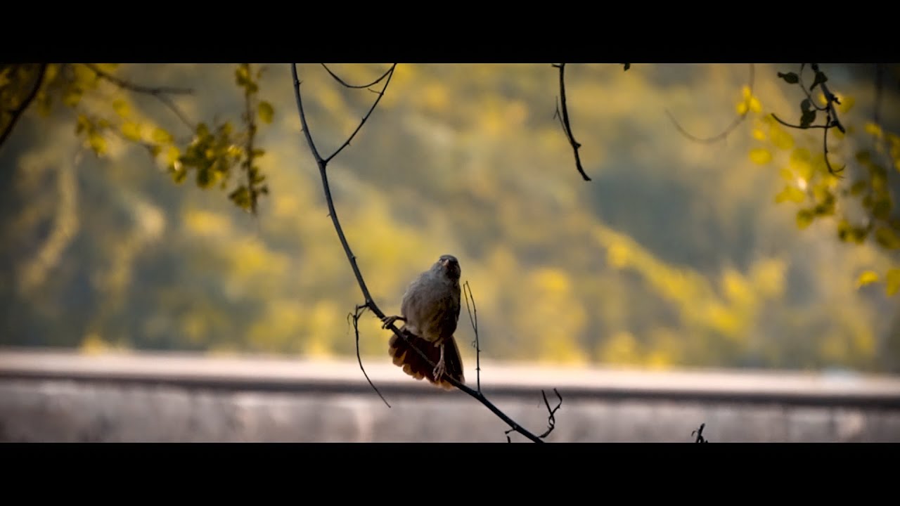 Beauty of #Nature under #Lockdown l Cinematic Video 2020 l Sony a6100 ...