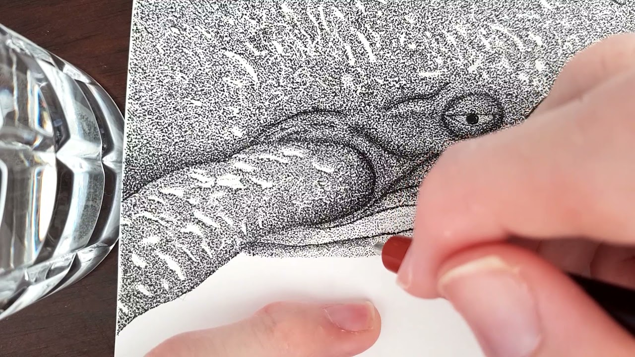 Humpback Whale Stippling - YouTube