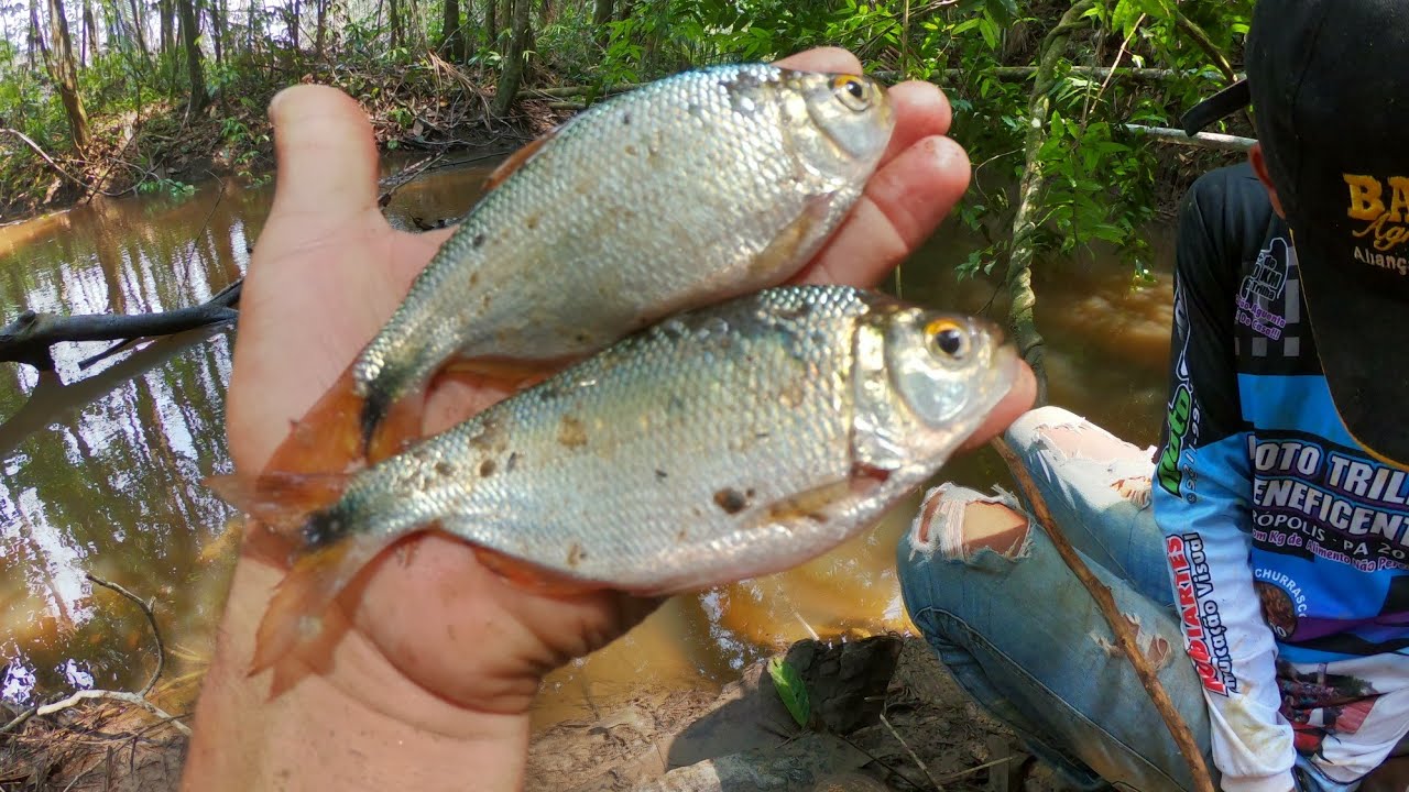 Pescaria de Lambari gigante #pescaria #lambari #brasil #pescacaipira # ...