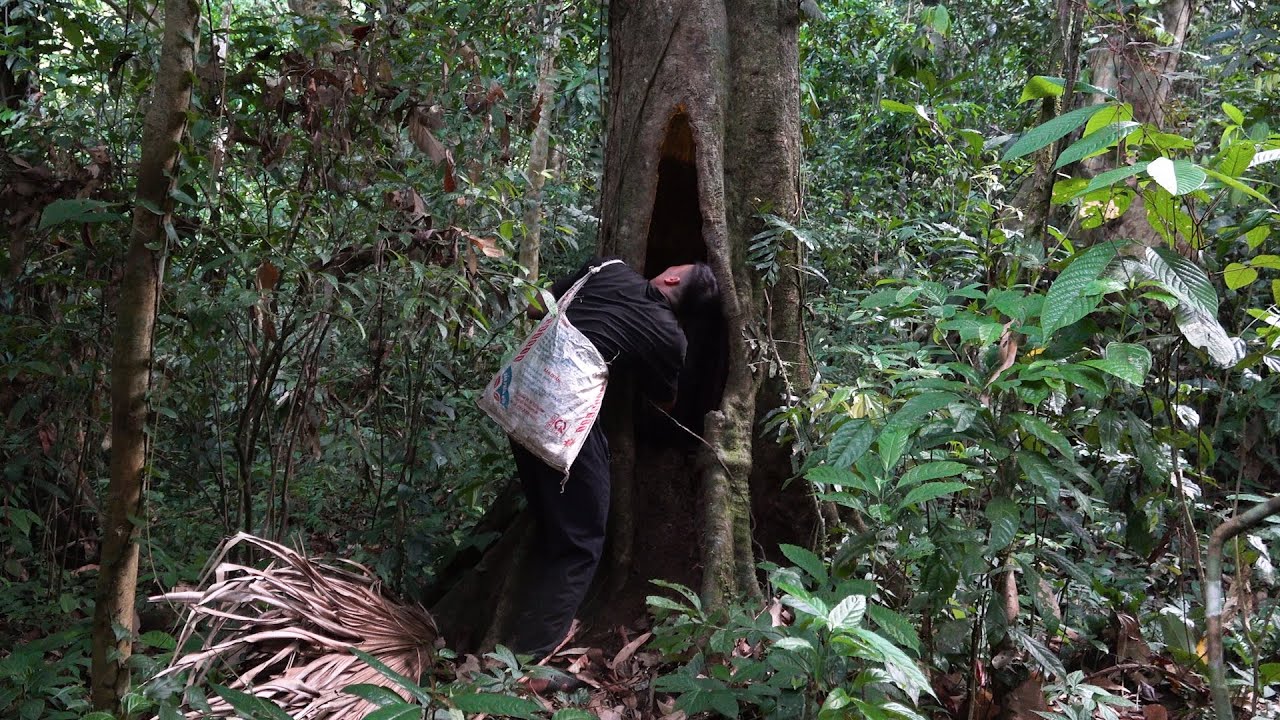 A lot of food in the hollow tree, Survival Instinct, Episode 28 - YouTube