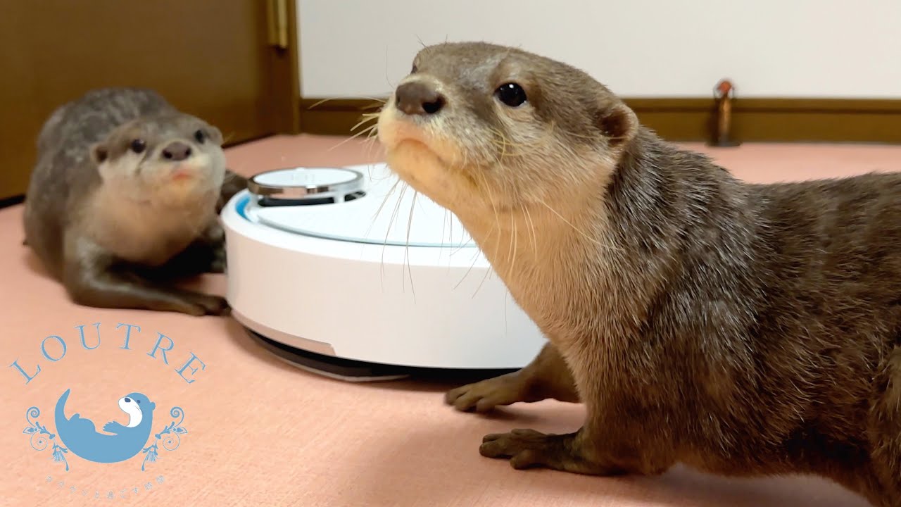 Otter Surfing with Cleaning Robot! - YouTube
