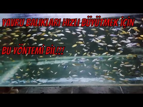 akvaryum yavru ciklet balıklarını hızlı büyütme yöntemi,mpanga yavru yemi