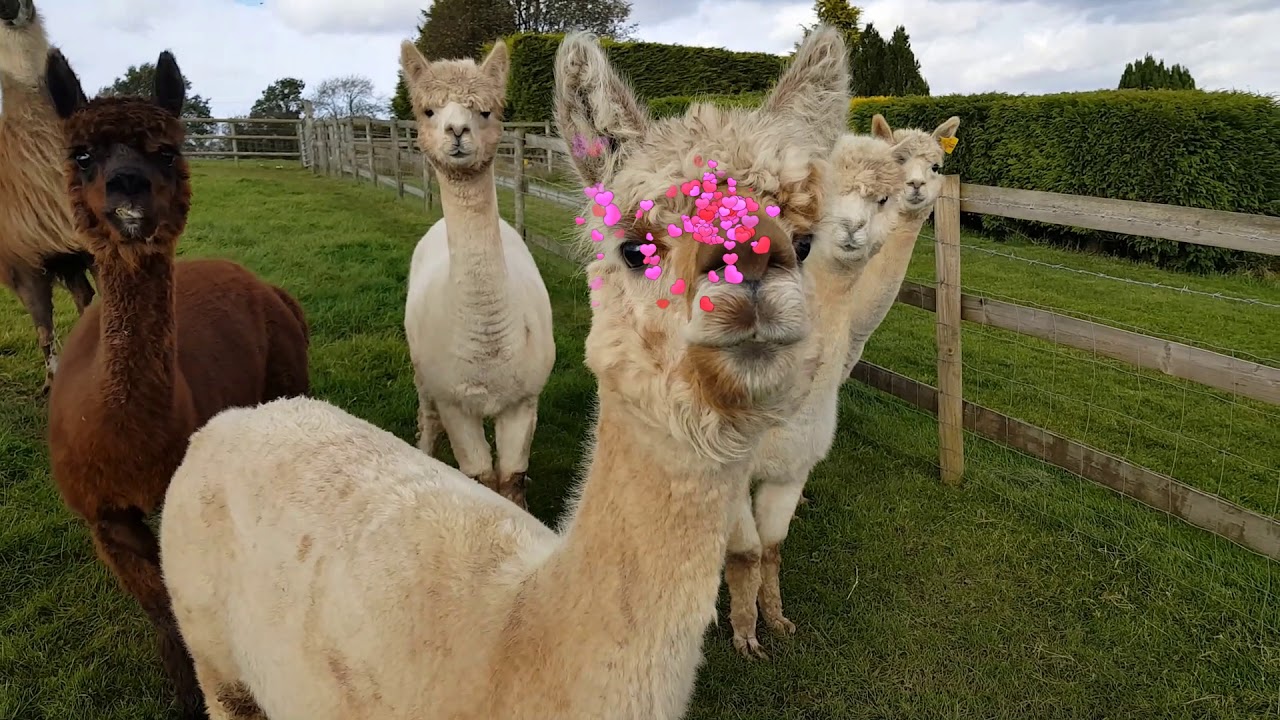 Alpaca Dung ....... - YouTube