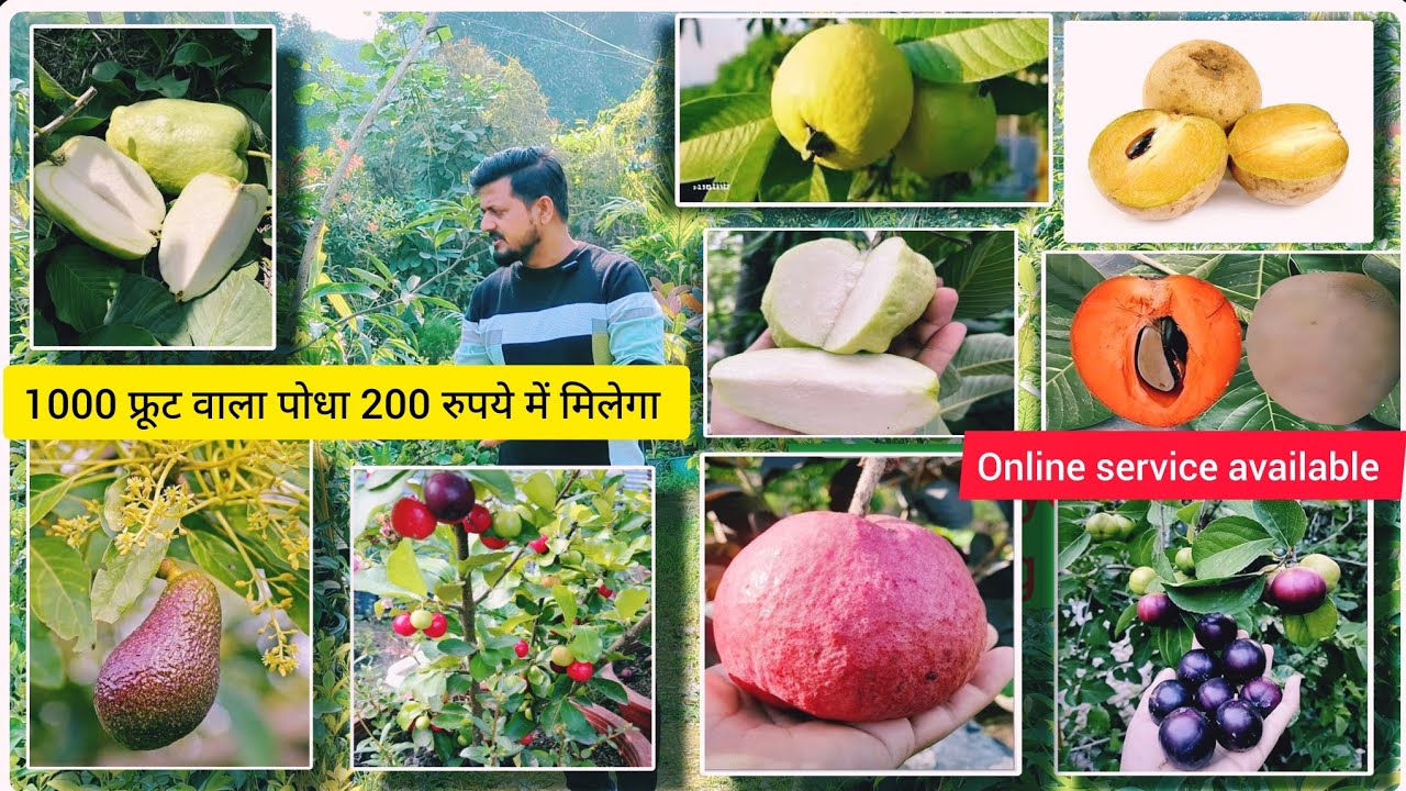 गमले में उगाई 15 फलों की वैरायटी | Fruit plant at home | fruit plant ...