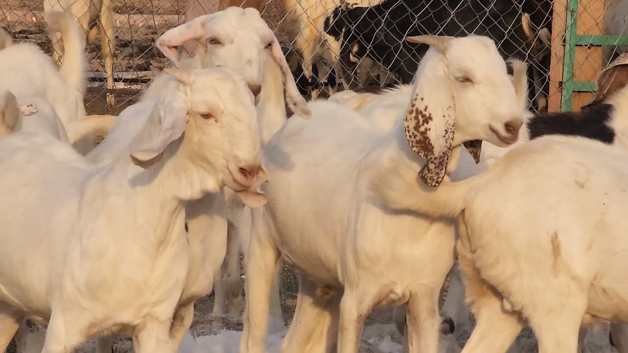 17000 Se Itne Ache Bakre | 410 Kg Se Weight On Delivery | Saste Bakre ...