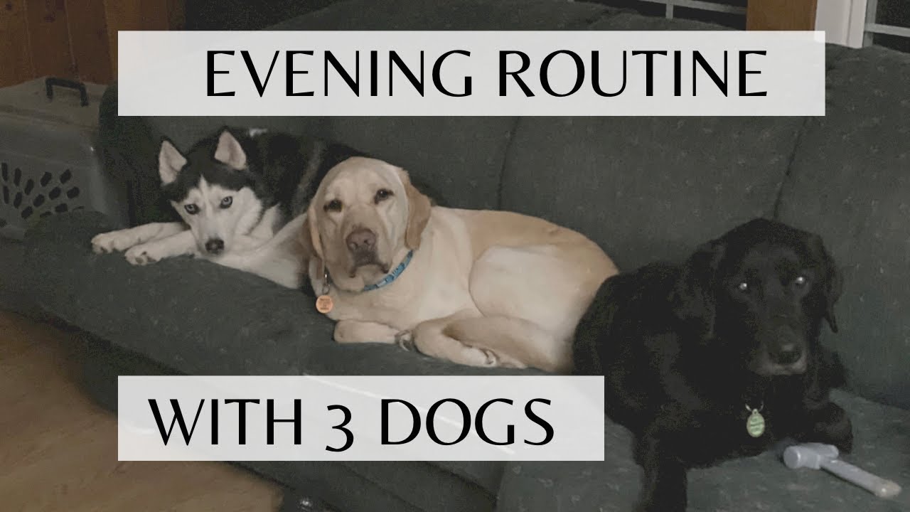 My Dogs Night Routine | Evening Routine With 3 Dogs - YouTube