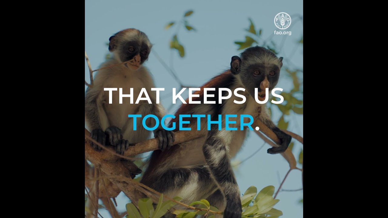 Four ways to protect biodiversity and strengthen ecosystem services ...