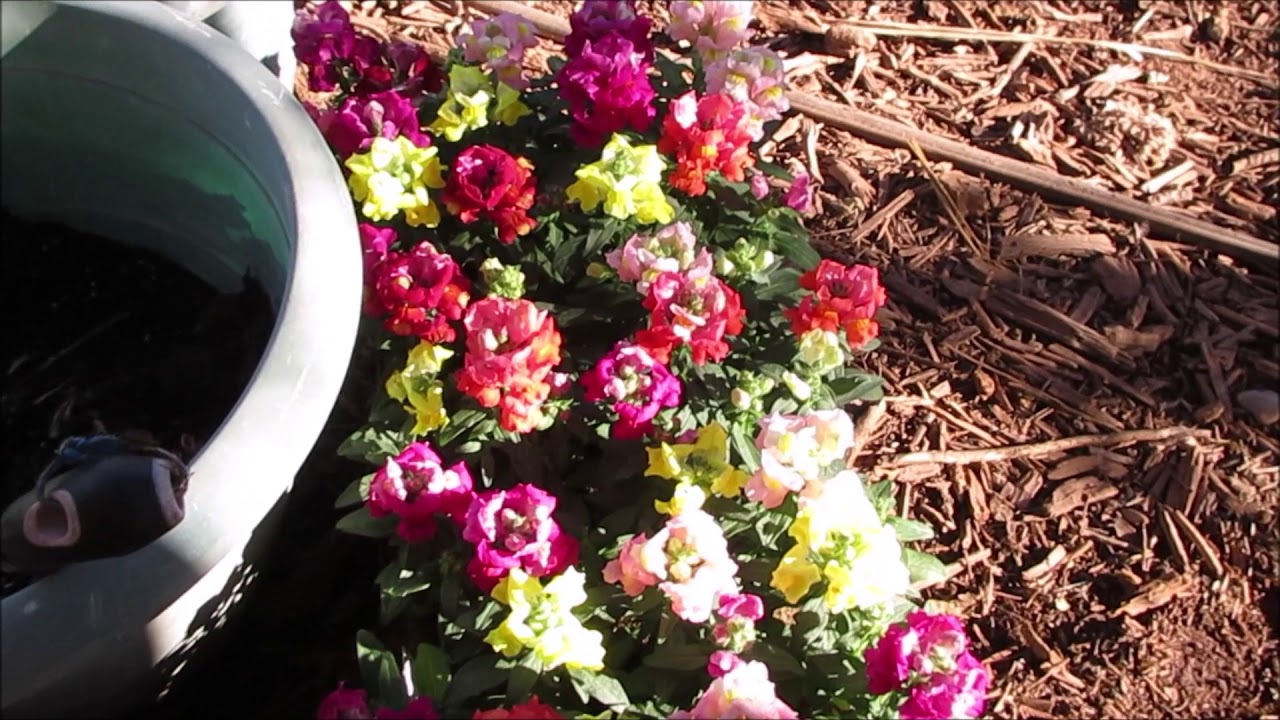 Telling a story and potting flowers - YouTube