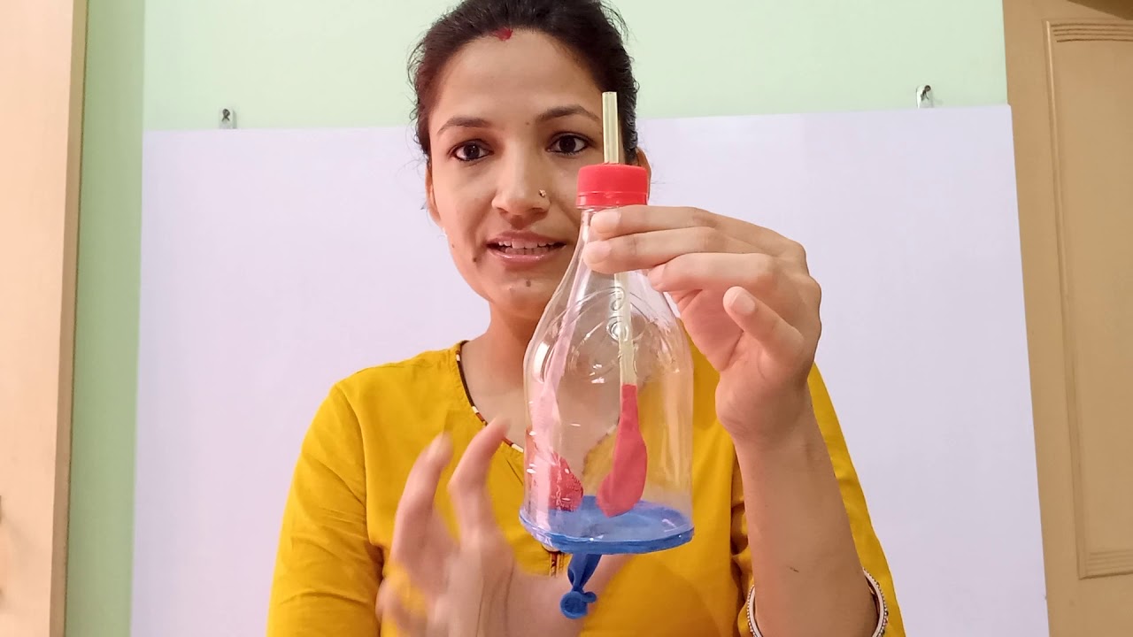 Mechanism of breathing with the help of working model of lungs - YouTube