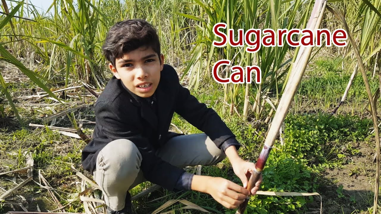 Sugar Cane Cultivation, Farming, Harvesting and processing ,MWT - YouTube