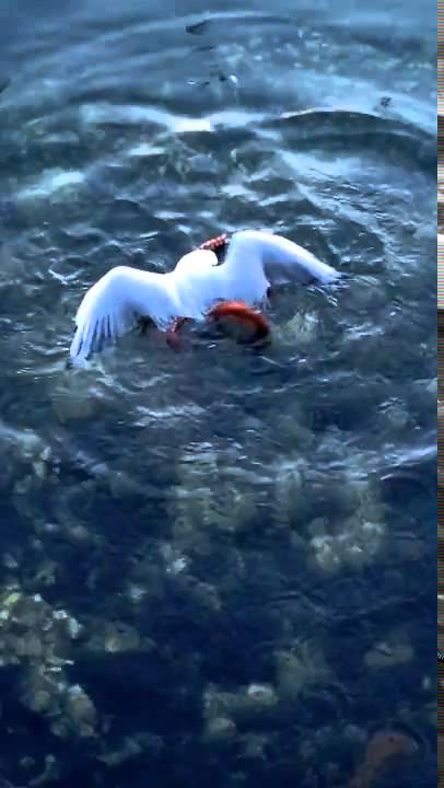 Octopus Catches A Seagull & Drowns it! - YouTube