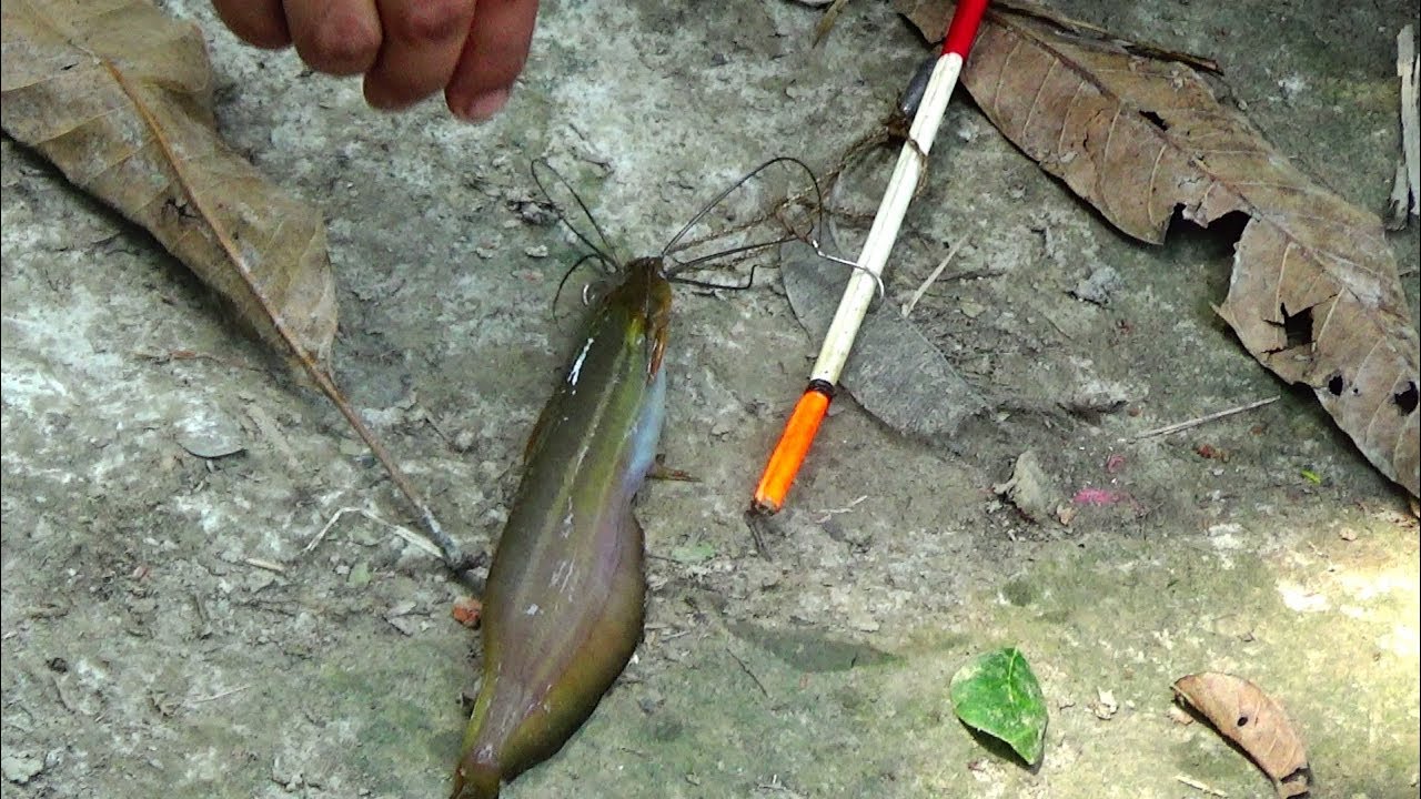 catfish hunting with hook - YouTube
