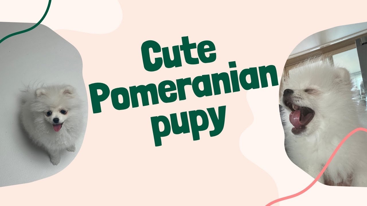 인형이야?? Pome 강아지 입양했어요 ep.2 |합사가 제일 쉬었어요|cute puppy|pomeranian| pome ...