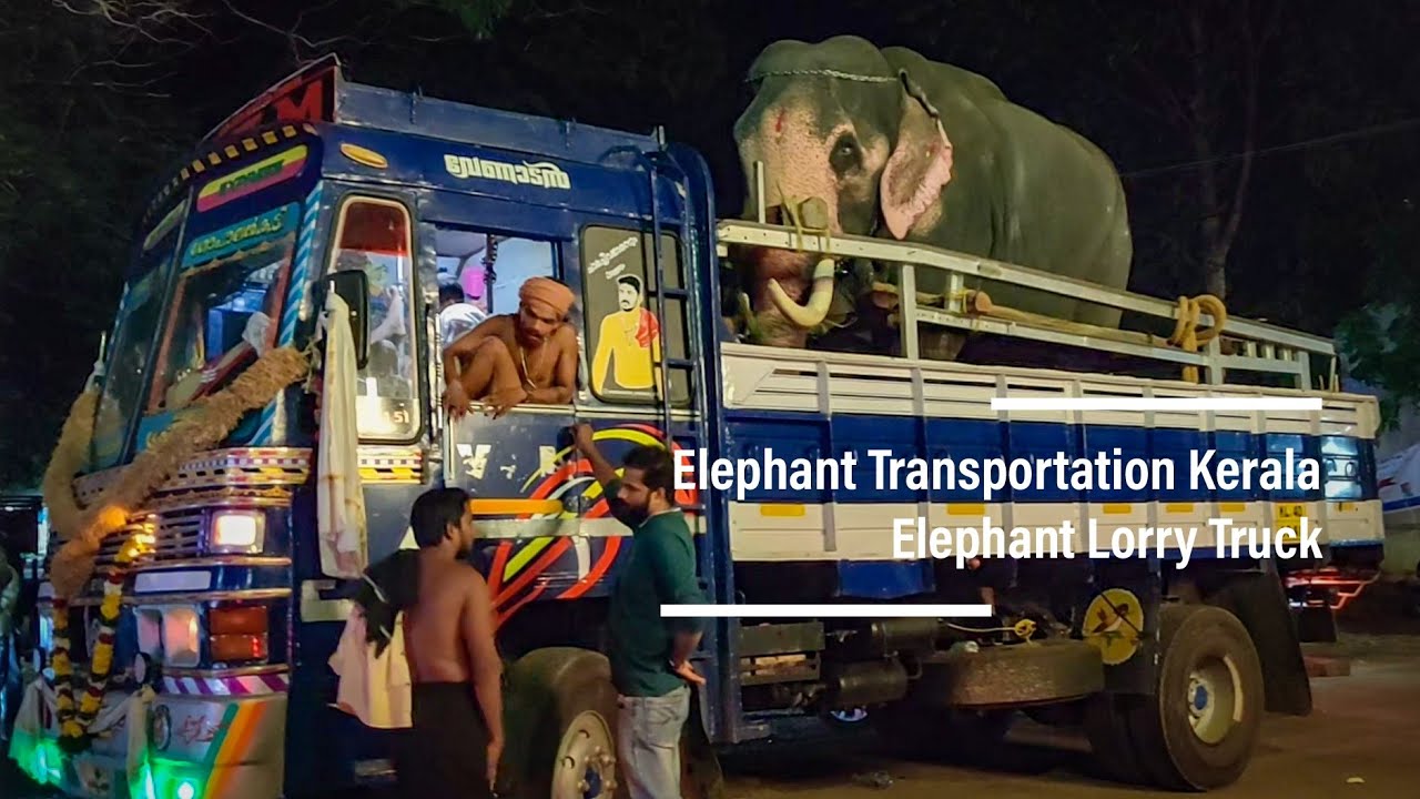 Elephant transportation by truck in Kerala #aana #lorry # ...