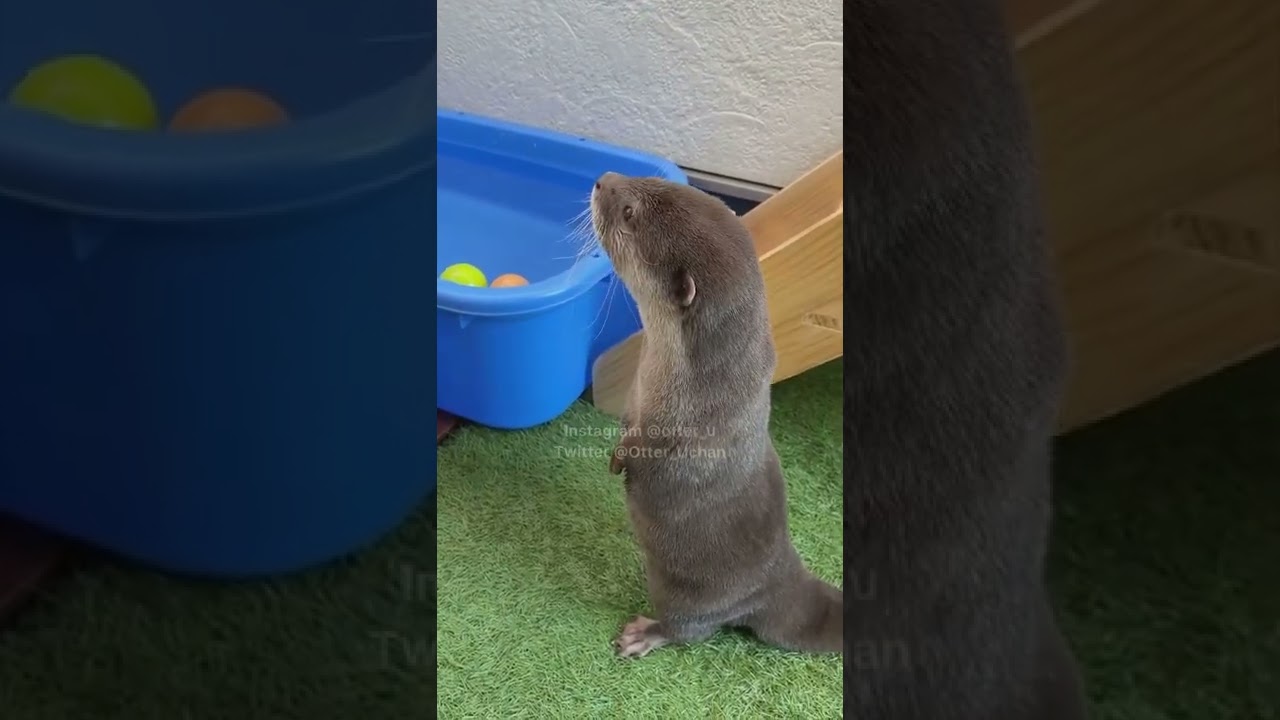 Is Sad Otter really sad? #2 - YouTube