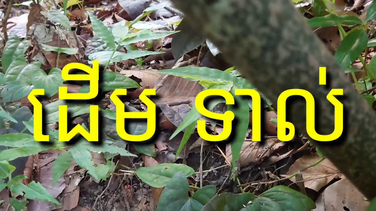 ដើមទាល់./bite tree - YouTube