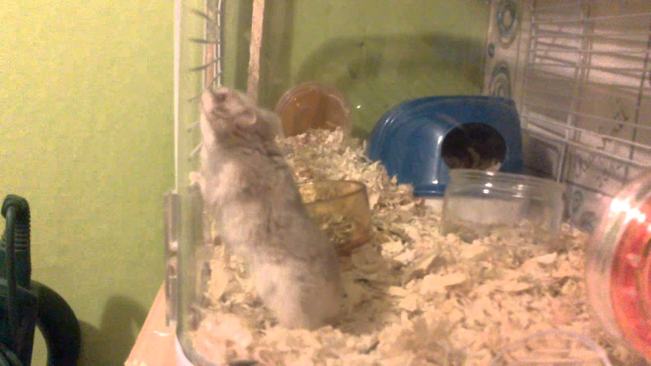 Spider hamster - YouTube