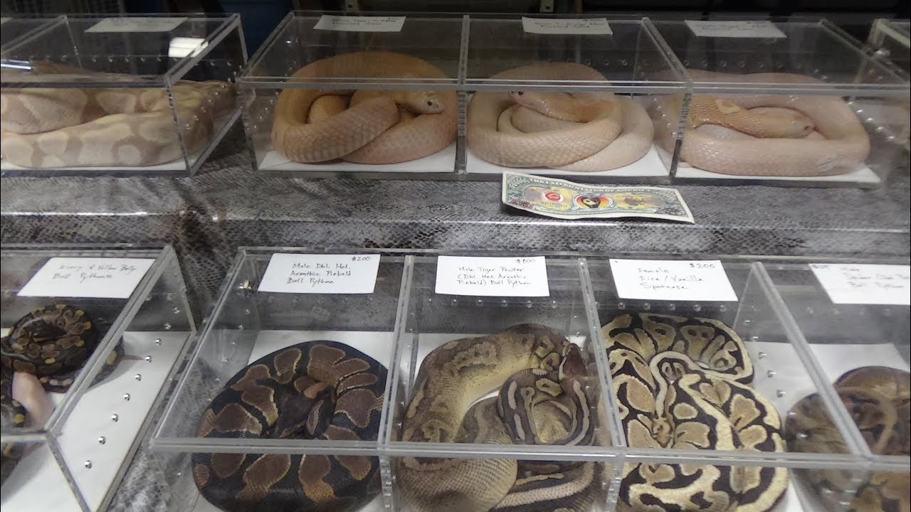 Repticon 2019 Columbia SC - YouTube